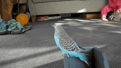 Parrot GIF - Find & Share on GIPHY