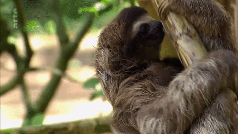 Sloth GIF by ARTE - Find & Share on GIPHY