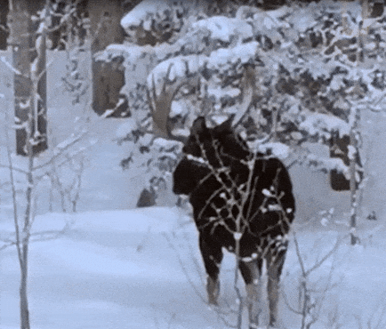 Moose Antler GIF - Find & Share on GIPHY