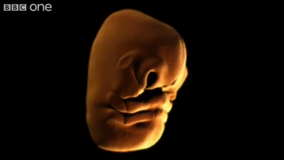 Prenatal Development GIFs - Find & Share on GIPHY