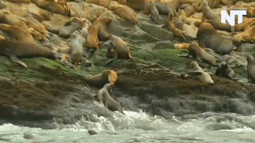 Sea Lions GIFs - Find & Share on GIPHY