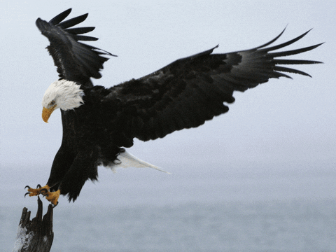 Eagles GIF - Find & Share on GIPHY