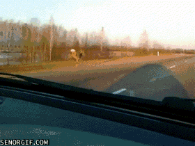 Cars Win GIF by Cheezburger - Find & Share on GIPHY