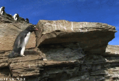Penguins GIF - Find & Share on GIPHY