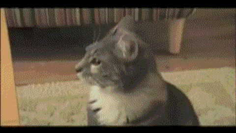 Grossed Out Cat Reaction Cat Shocked Cat Gross Scared GIFs - Find ...