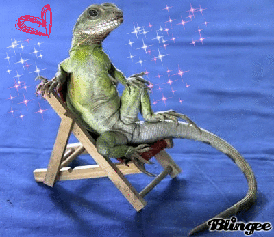 Lizard GIF - Find & Share on GIPHY