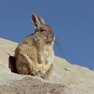 Fauna GIFs - Find & Share on GIPHY