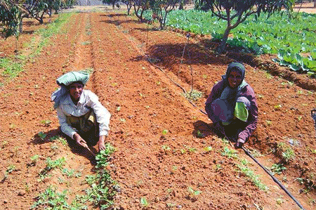 Organic GIF - Find & Share on GIPHY