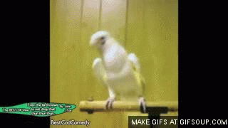 Crazy Bird Dancing