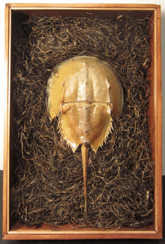 Horseshoe Crabs GIFs - Get the best GIF on GIPHY