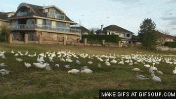 Look At All Those Chickens GIFs - Find & Share on GIPHY