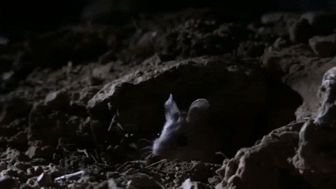 National Geographic Howling Mouse GIF by Nat Geo Wild - Find & Share on ...