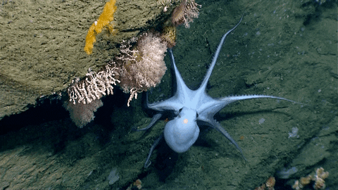 Octopus Swimming GIF - Find & Share on GIPHY
