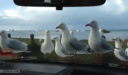 Seagull GIF - Find & Share on GIPHY