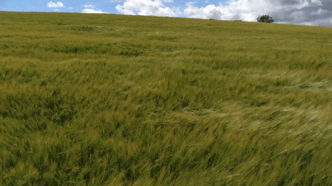 Waves Barley GIF - Find & Share on GIPHY