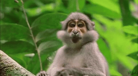 Monkeys GIF - Find & Share on GIPHY
