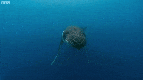 Whale Humpback GIF - Find & Share on GIPHY