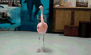 Flamingo Friday (please upvote for visibility and later downvote after ...