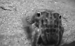 Scared Fish GIF - Find & Share on GIPHY