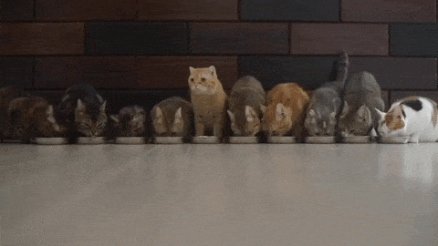 Cat Flashback GIF - Find & Share on GIPHY
