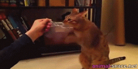 Cat Dog GIF - Find & Share on GIPHY