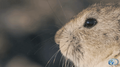 Pikas GIFs - Find & Share on GIPHY