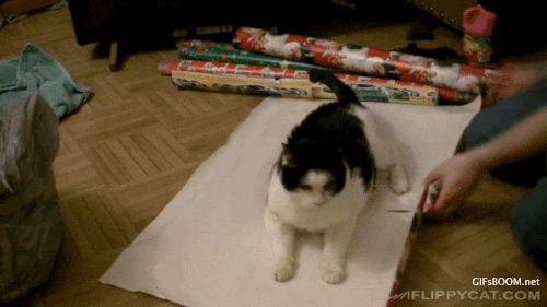 How To Wrap Your Cat For Christmas GIFs - Find & Share on GIPHY