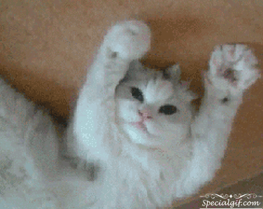 Gato GIF - Find & Share on GIPHY