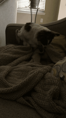 Cozy GIF - Find & Share on GIPHY