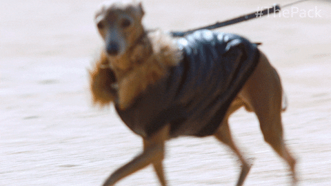 The Pack Dogs GIF by Amazon Prime Video - Find & Share on GIPHY
