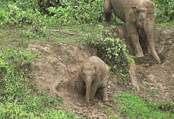 Fun With Elephants - India's Endangered