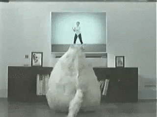 Cat Dancing GIF - Find & Share on GIPHY