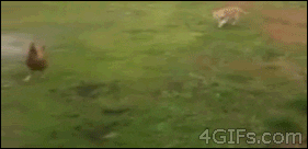 Cat Stalking GIF - Find & Share on GIPHY