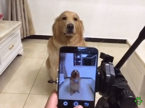 Dogs communicate with specific facial expressions to their owners | NeoGAF