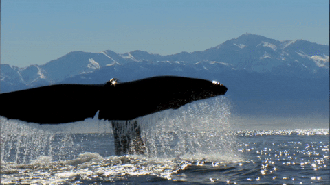 Swim Whale GIF by BBC Earth - Find & Share on GIPHY