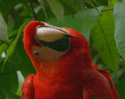 Scarlet Macaw Parrot GIF by Head Like an Orange - Find & Share on GIPHY