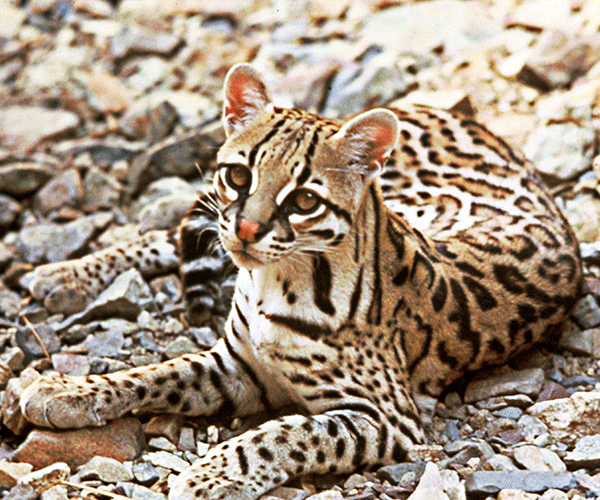 Ocelot GIF - Find & Share on GIPHY