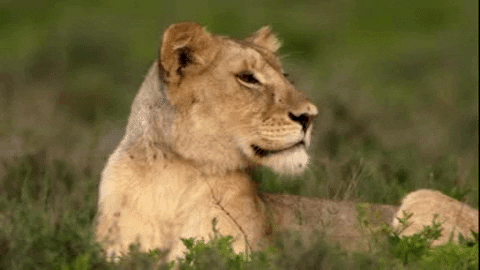 Big Cat GIF by PBS - Find & Share on GIPHY