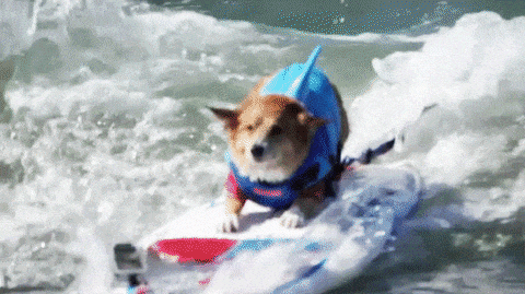 Surfing Internet Gif