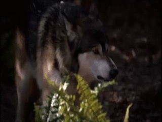Wolves GIF - Find & Share on GIPHY