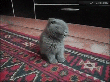 Adorable GIF - Find & Share on GIPHY