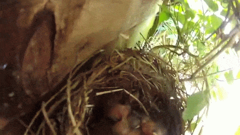 Nest GIFs - Find & Share on GIPHY