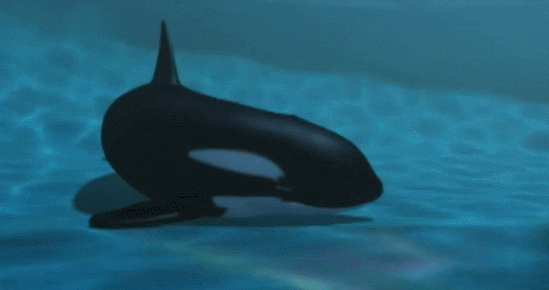Life Orca Find And Share On Giphy