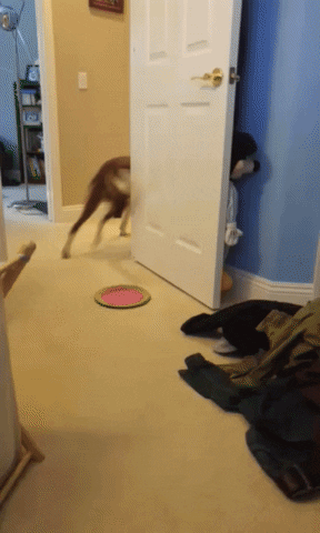 Playing fetch with a twist. : r/gifs