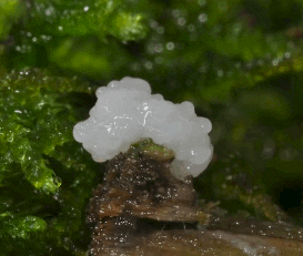 Ooze GIF - Find & Share on GIPHY