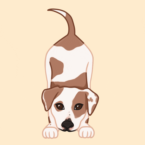 Happy Cat GIF - Find & Share on GIPHY