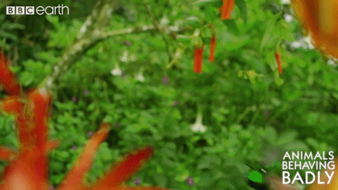 Bird Wildlife GIF by BBC Earth - Find & Share on GIPHY