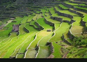 Filipino GIF - Find & Share on GIPHY