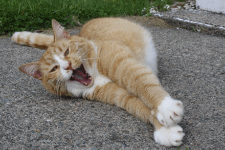 Cat Yawn GIF - Find & Share on GIPHY