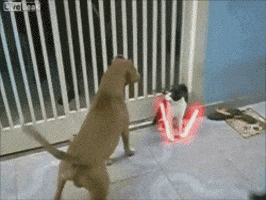 Catsword GIFs - Find & Share on GIPHY